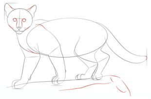 Puma zeichnen lernen schritt für schritt tutorial - Zeichnen leicht gemacht