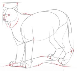 Luchs zeichnen lernen schritt für schritt tutorial - Zeichnen leicht ...